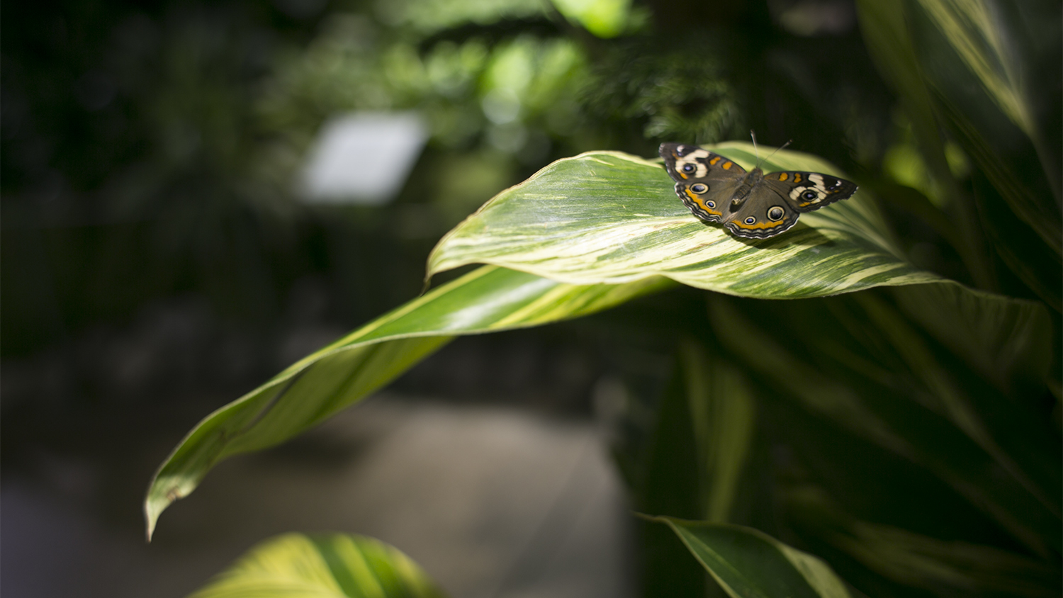 See gorgeous photos of AMNH’s newly reopened Butterfly Conservatory