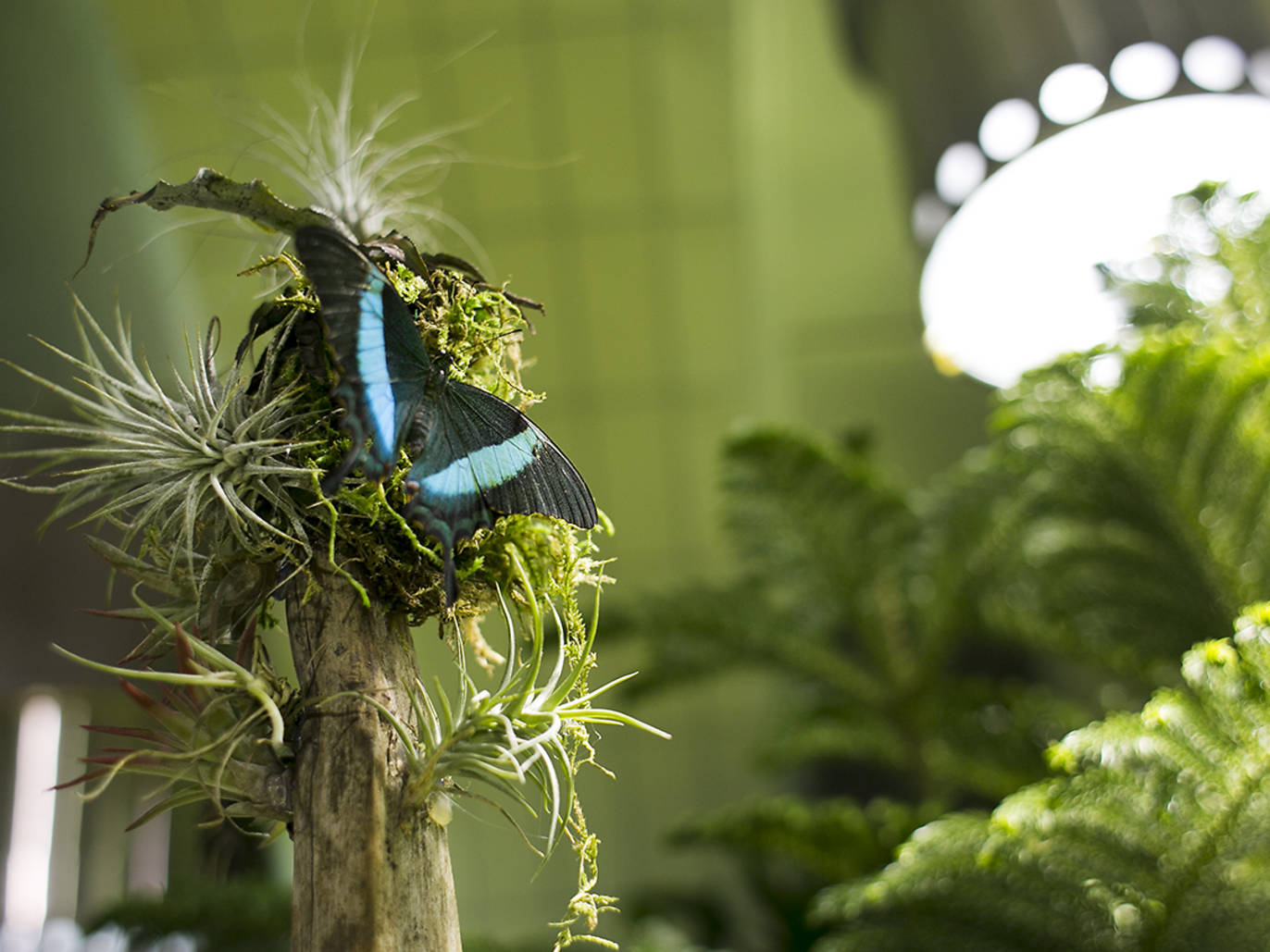 See gorgeous photos of AMNH’s newly reopened Butterfly Conservatory