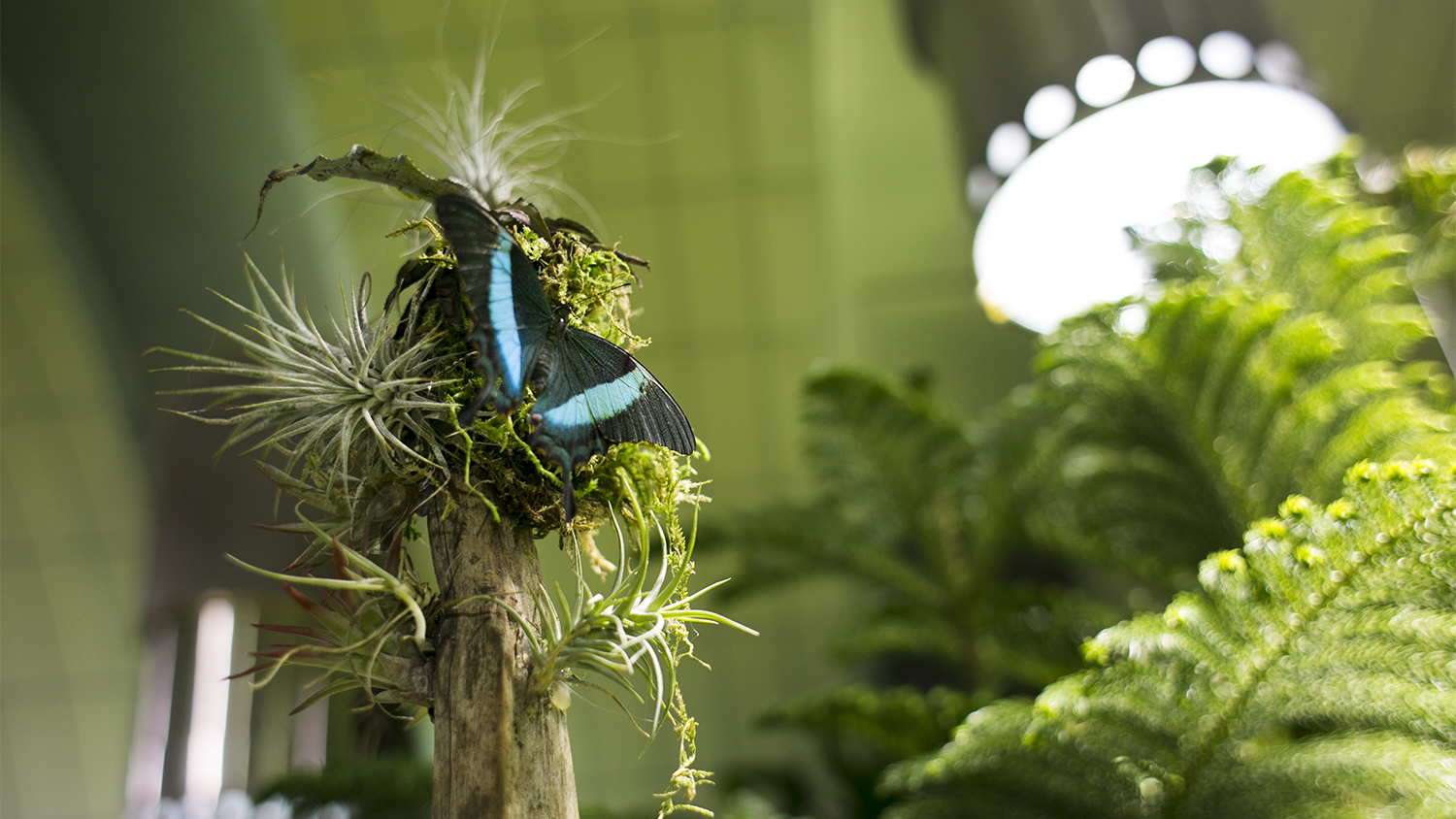 See gorgeous photos of AMNH’s newly reopened Butterfly Conservatory