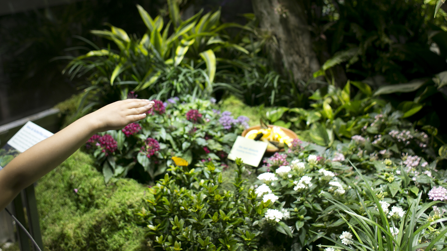 See gorgeous photos of AMNH’s newly reopened Butterfly Conservatory