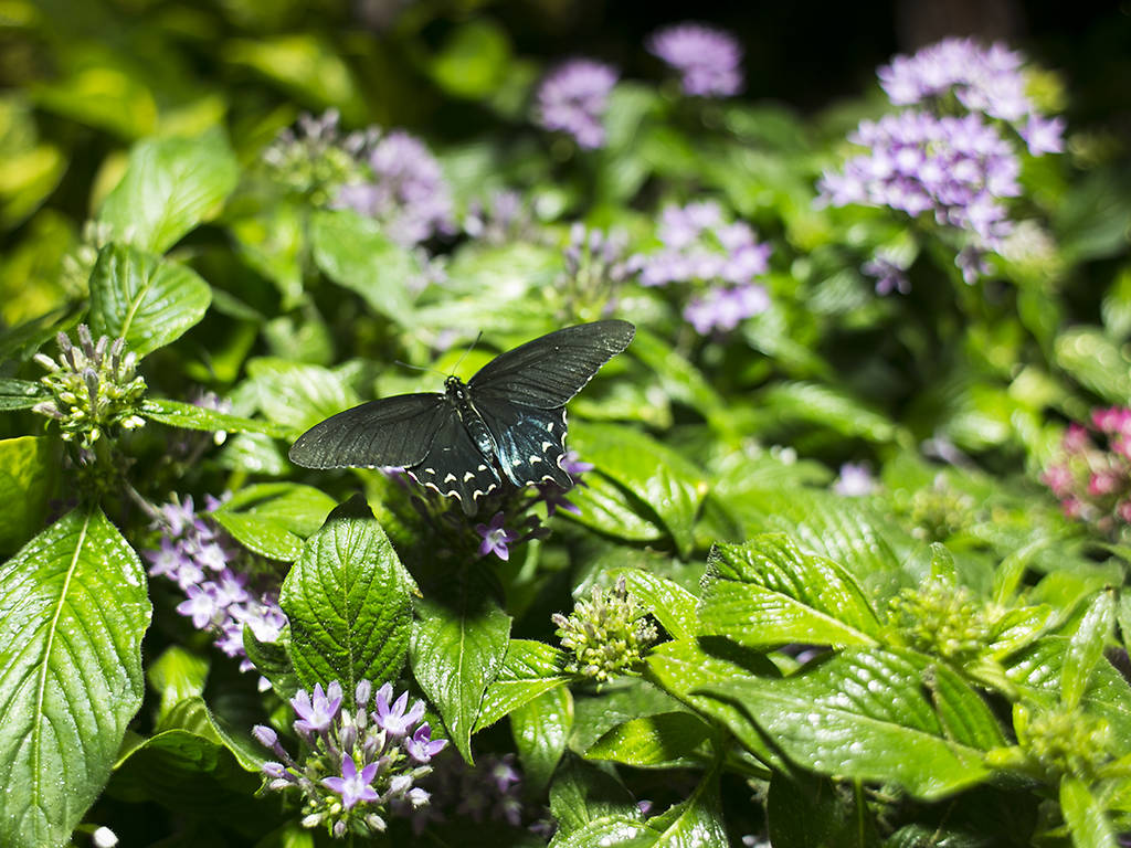 See gorgeous photos of AMNH’s newly reopened Butterfly Conservatory