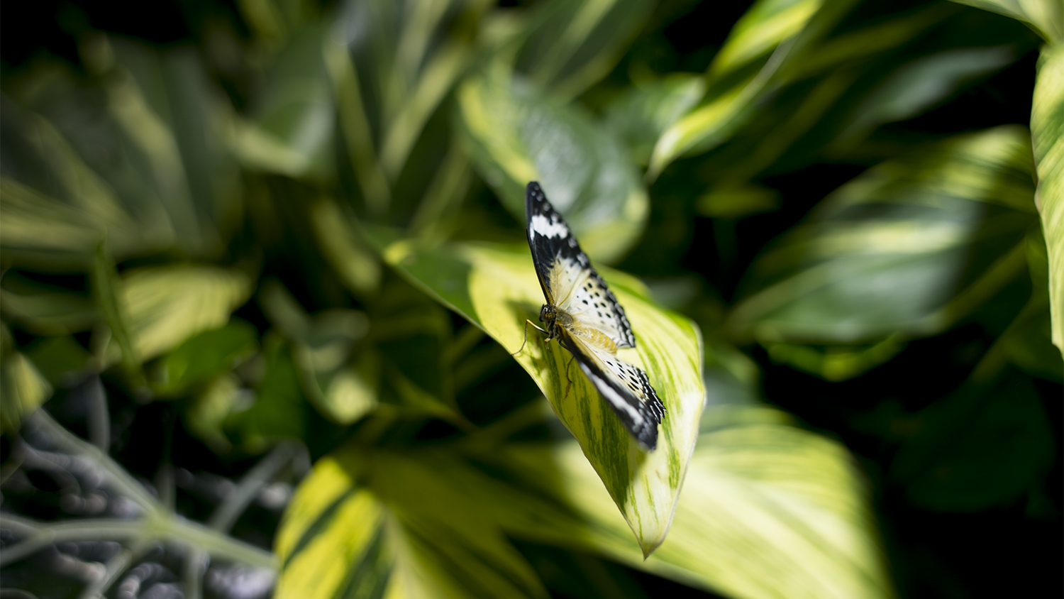 See gorgeous photos of AMNH’s newly reopened Butterfly Conservatory