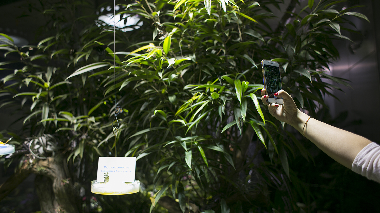 See gorgeous photos of AMNH’s newly reopened Butterfly Conservatory