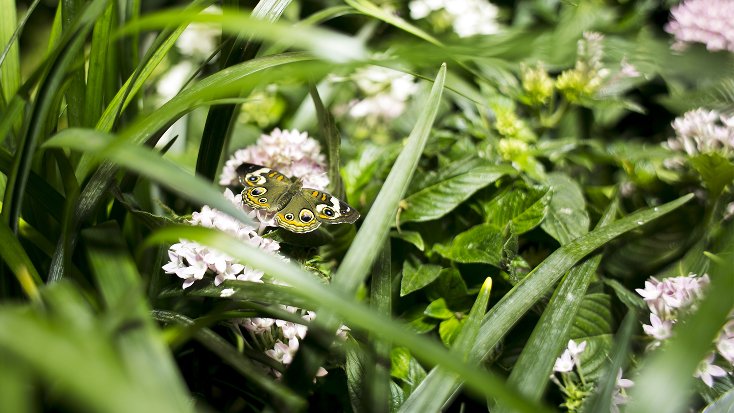 See gorgeous photos of AMNH’s newly reopened Butterfly Conservatory