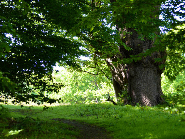 Epping Forest | Attractions in Essex, London