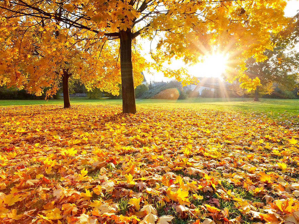 Fall Foliage in NYC: Best Spots To See It in 2025