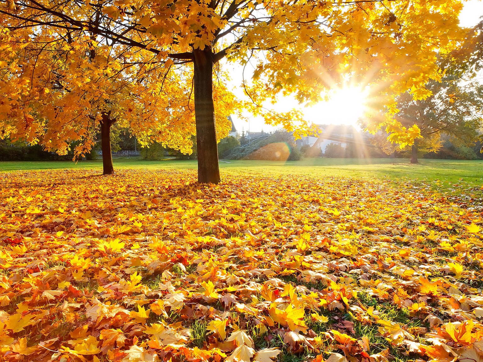 Fall Foliage in NYC: Best Spots To See It in 2025