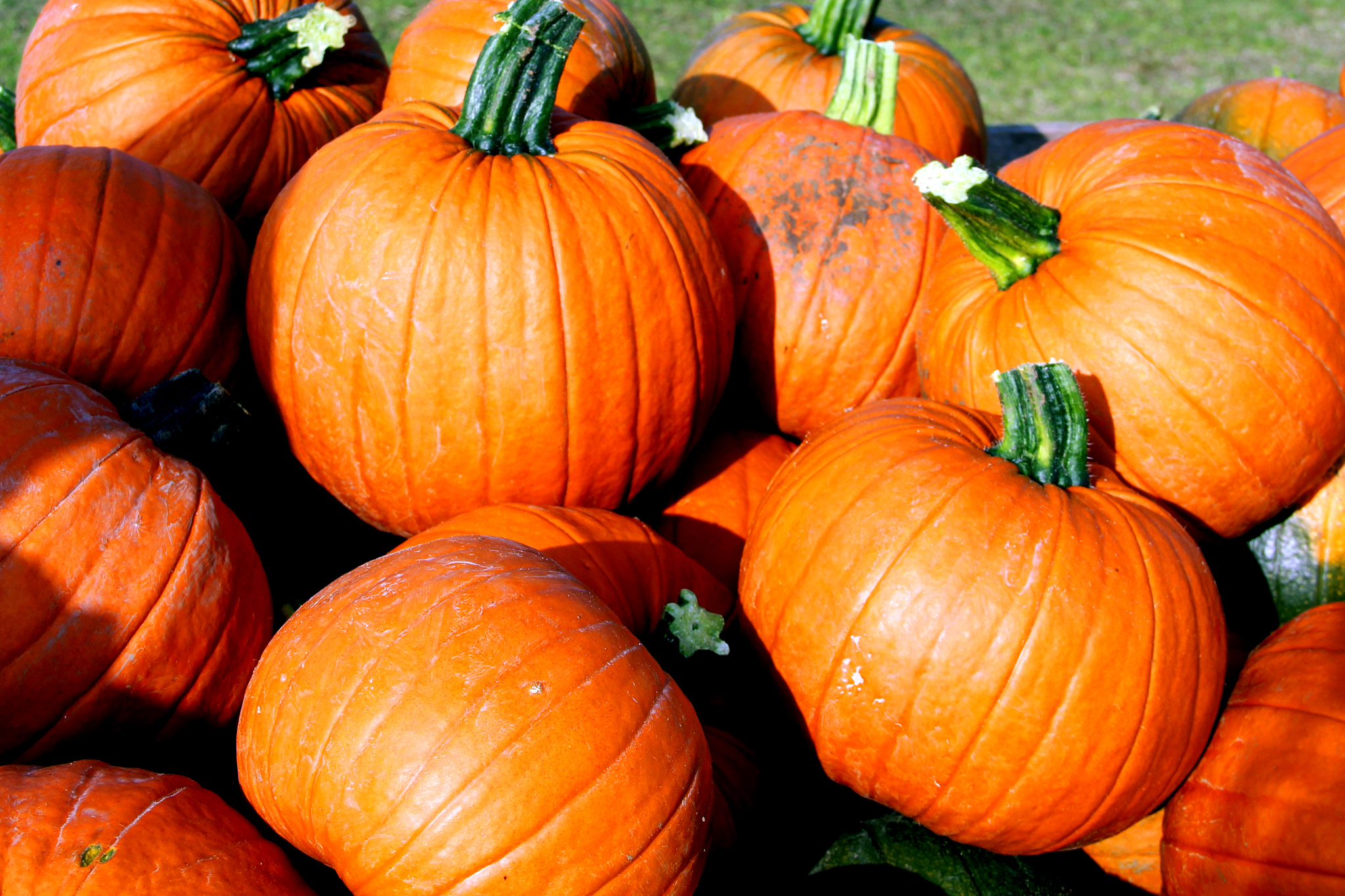 Painting on a Pumpkin Workshop | Kids in London