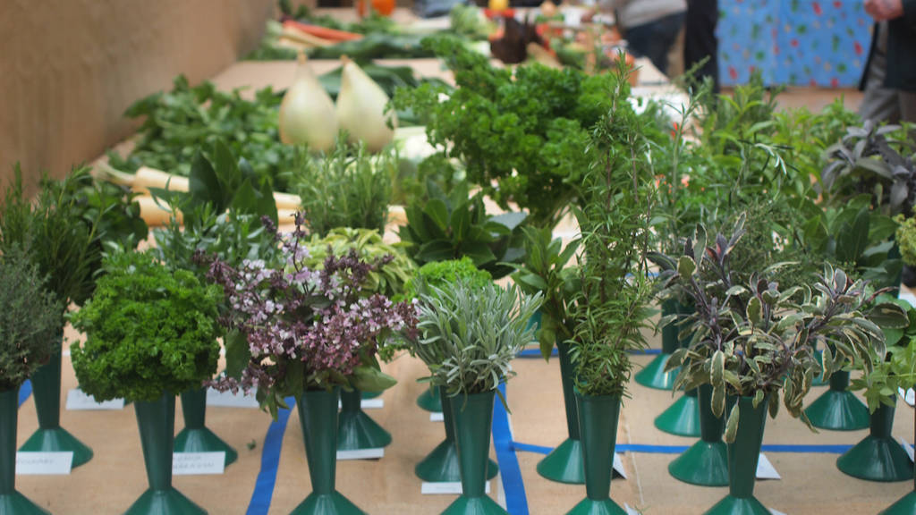Photos of the prize-winning vegetables at the RHS Harvest Festival, London