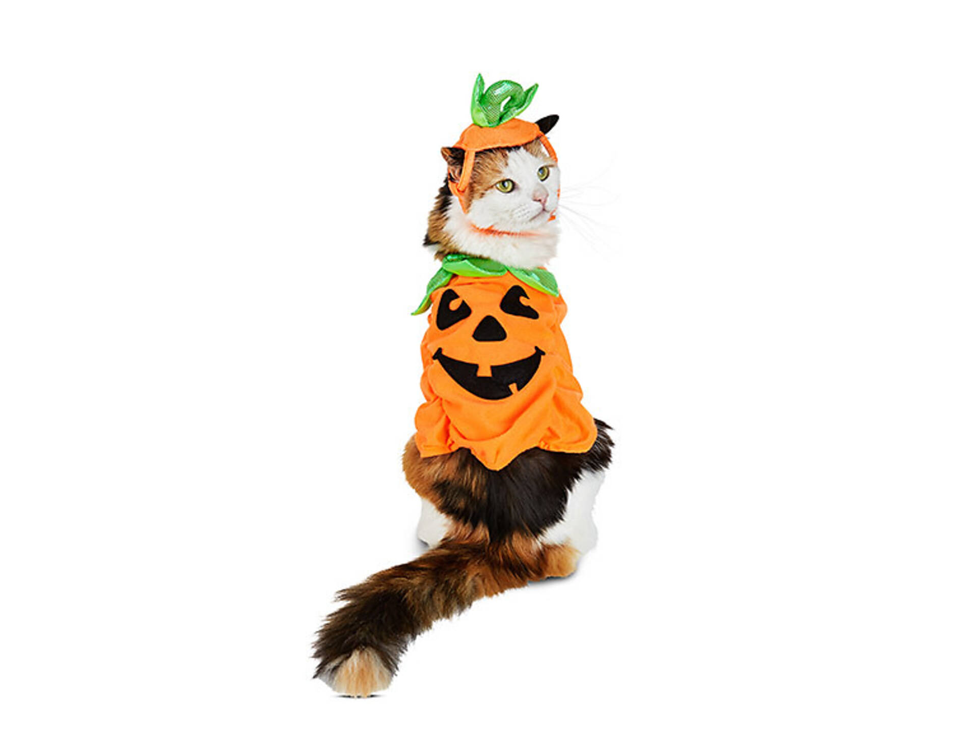Best pet Halloween costumes and ideas for dogs and cats