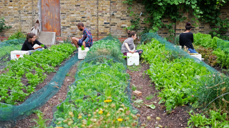 Growing Communities | Things to do in Stoke Newington, London