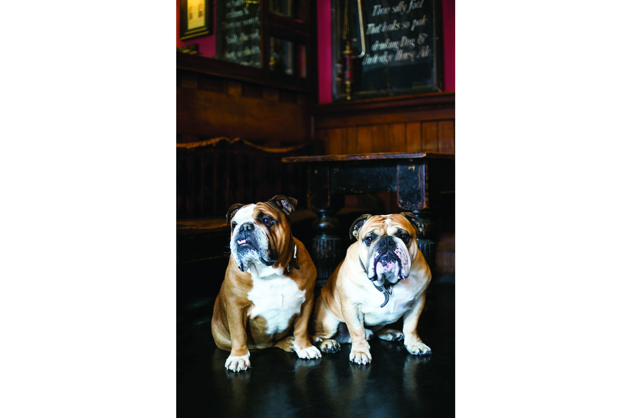 Photographs of pub dogs in Manchester