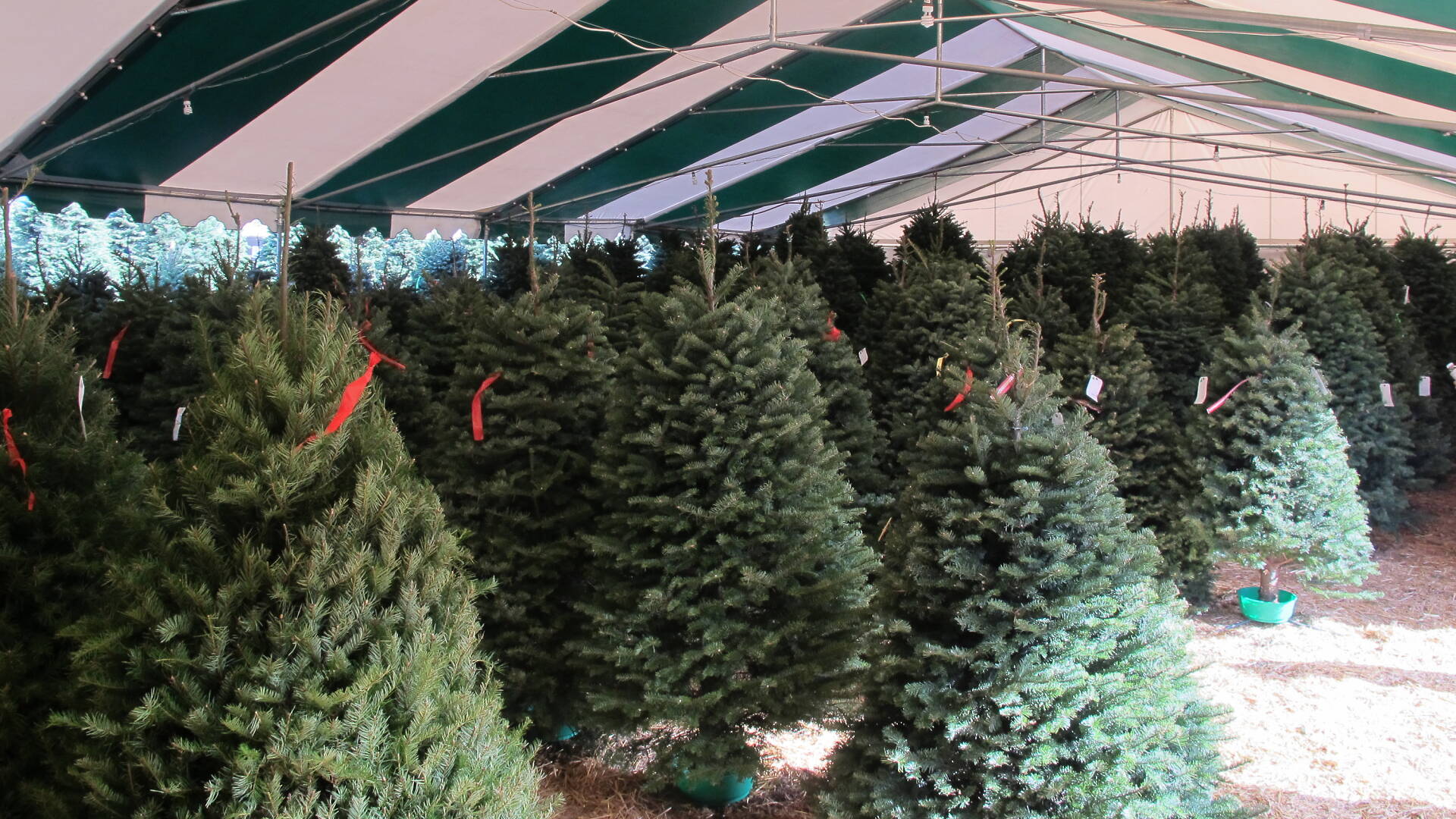 Where You Can Buy Christmas Trees in Los Angeles