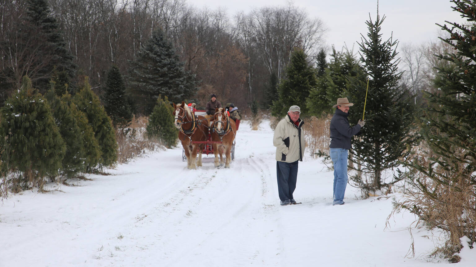 12 Places to Cut down Your Own Christmas Tree Near Chicago