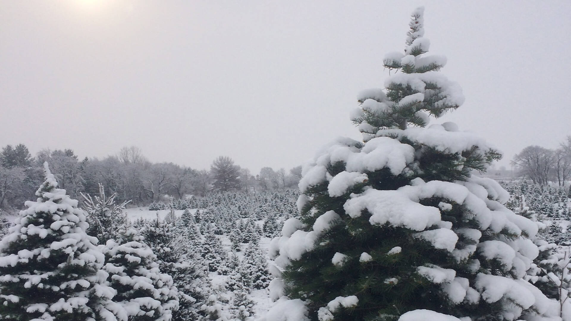 12 Places to Cut down Your Own Christmas Tree Near Chicago