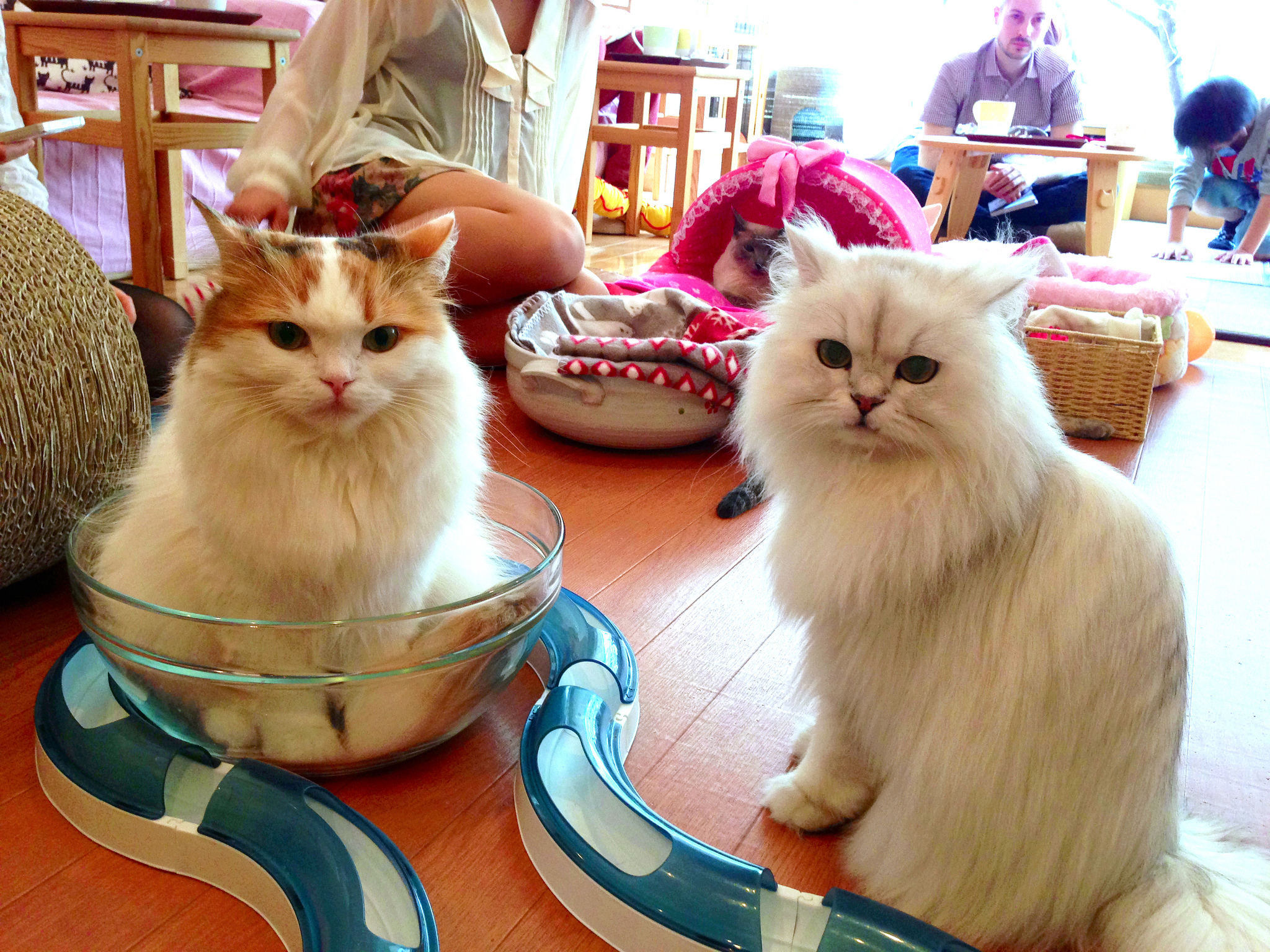 Meow About That A Bristol Cat Cafe Is Opening Soon Meow About That A Bristol Cat Cafe Is Opening Soon