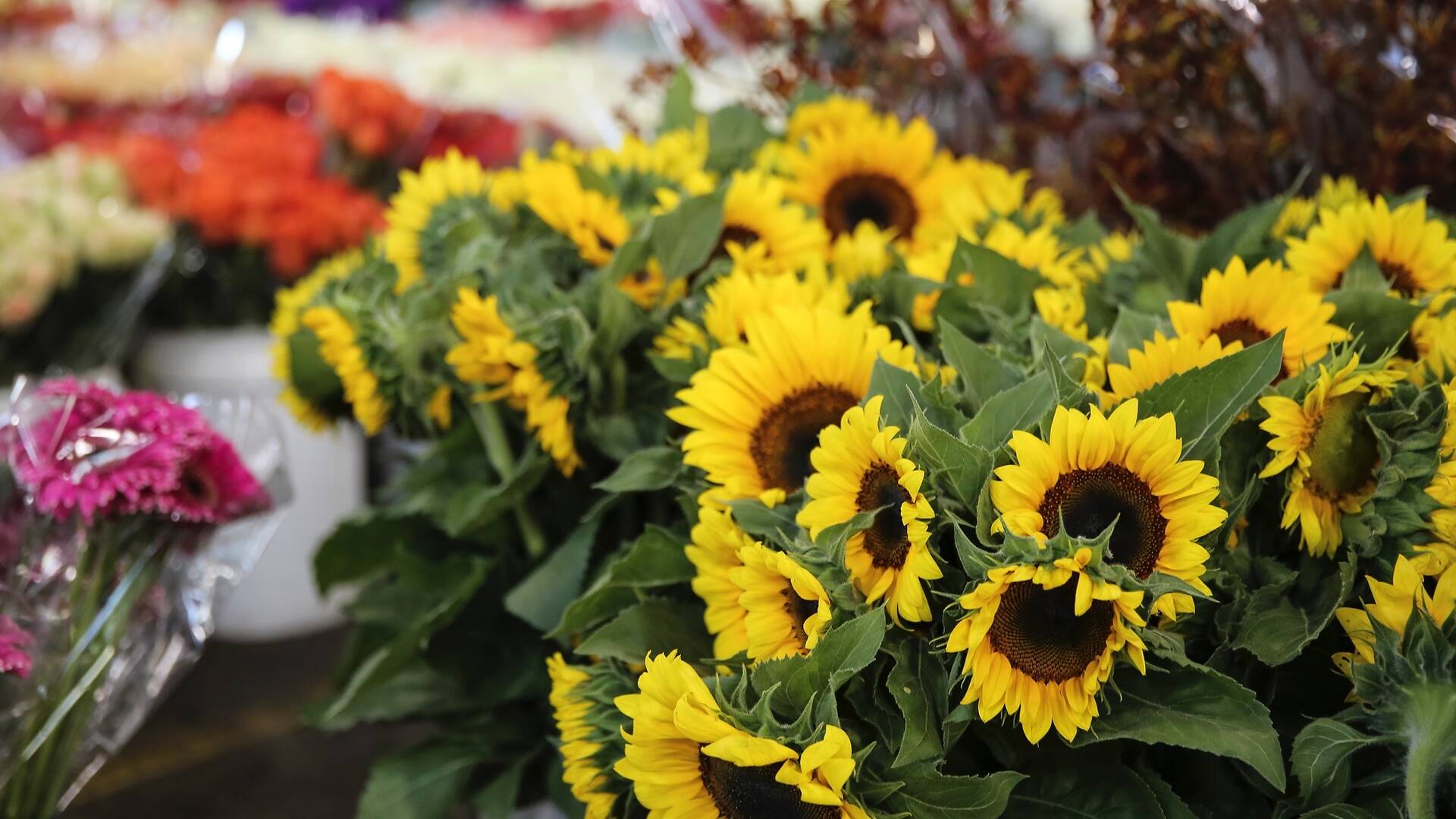 Sydney Flower Market | Shopping in Homebush West, Sydney