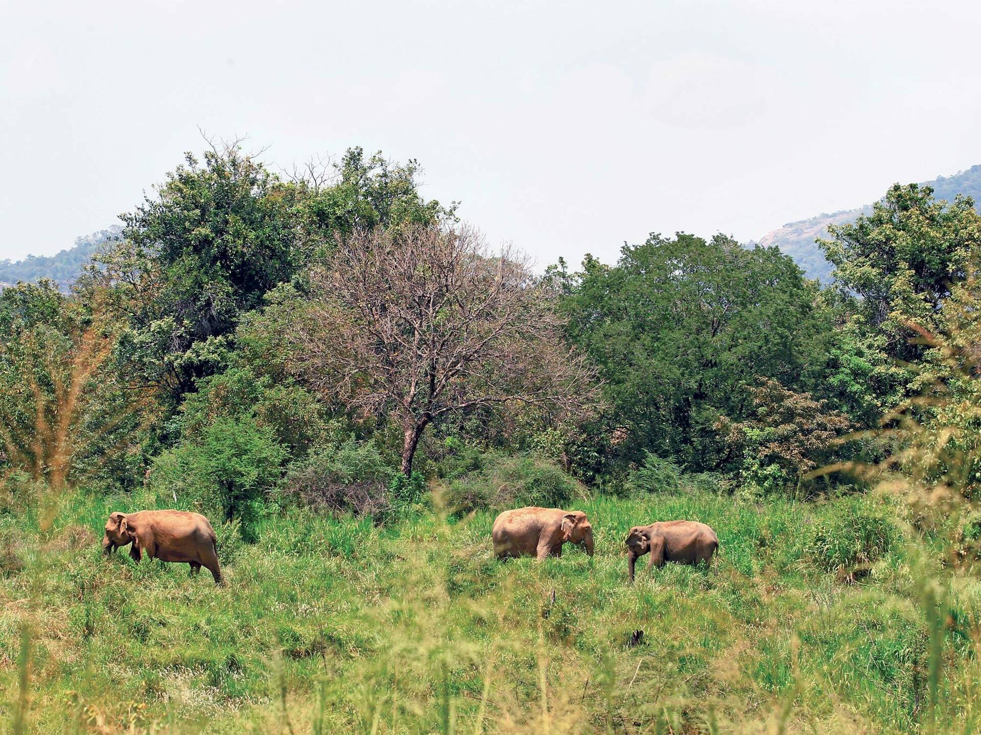 Marvels of Maduru Oya