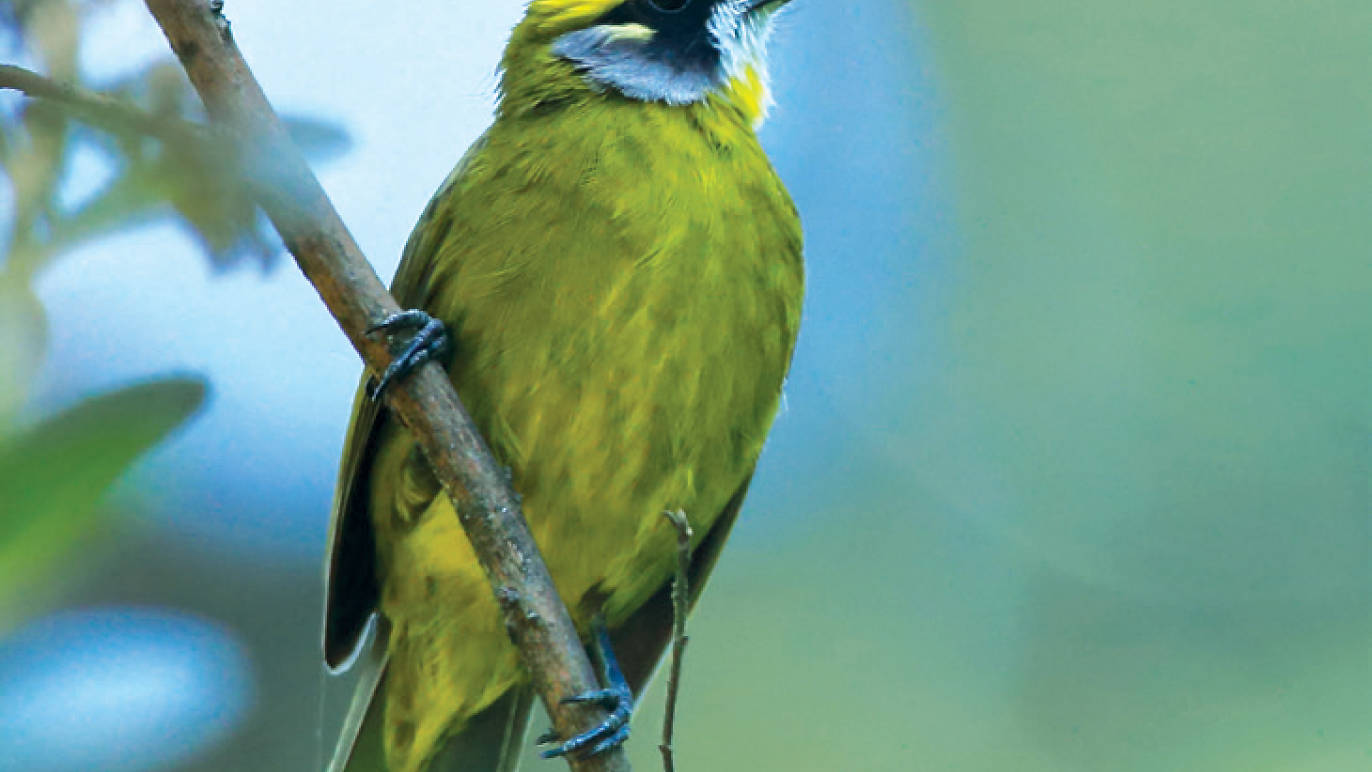 Galway’s Land National Park | Travel in Nuwara Eliya, Sri Lanka