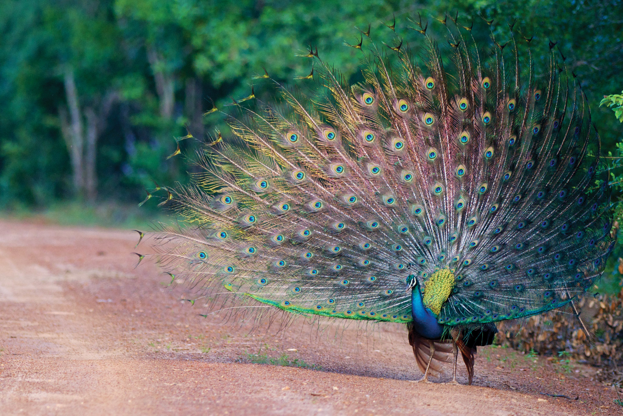 Bundula: indulge in bird watching