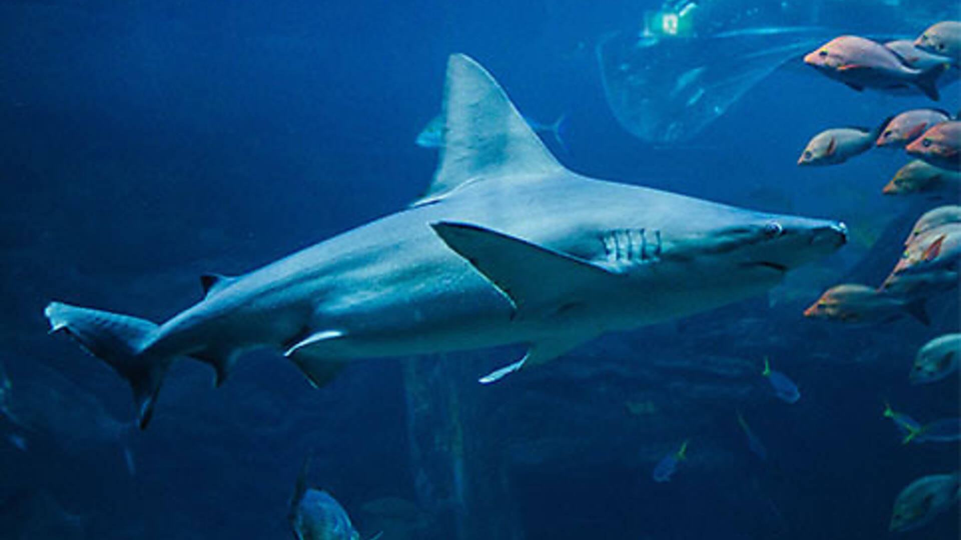 SEA LIFE Melbourne Aquarium | Museums in Melbourne, Melbourne