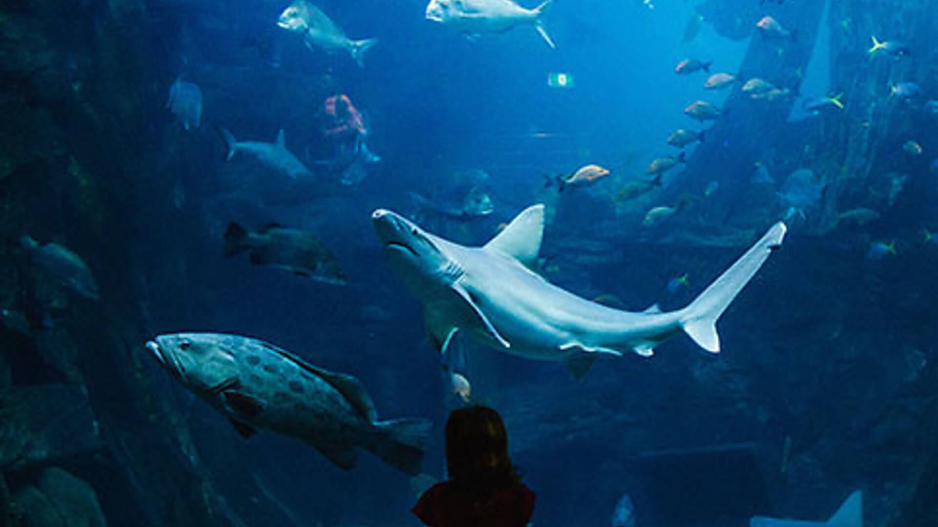 SEA LIFE Melbourne Aquarium | Museums in Melbourne, Melbourne