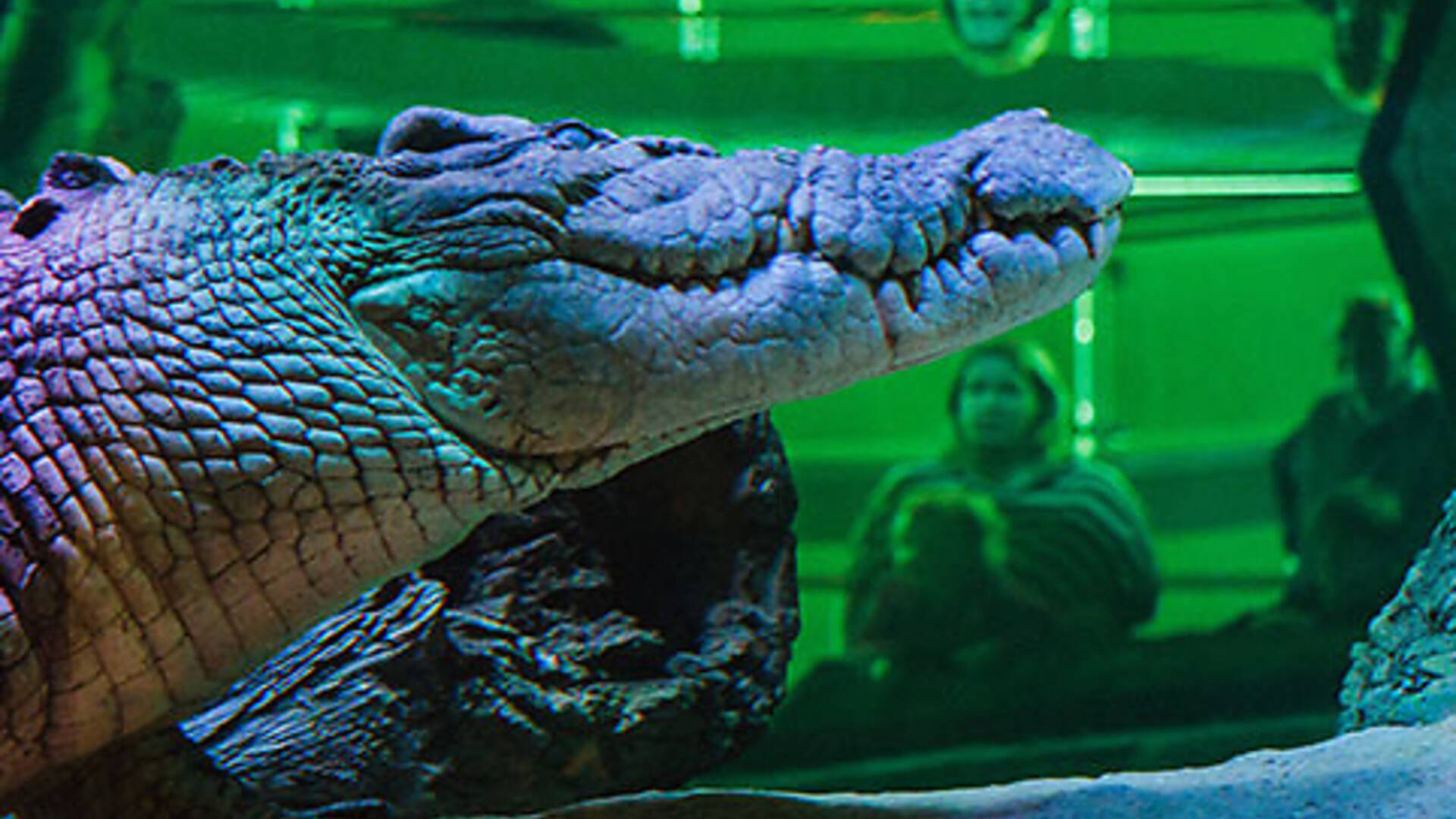 SEA LIFE Melbourne Aquarium | Museums in Melbourne, Melbourne