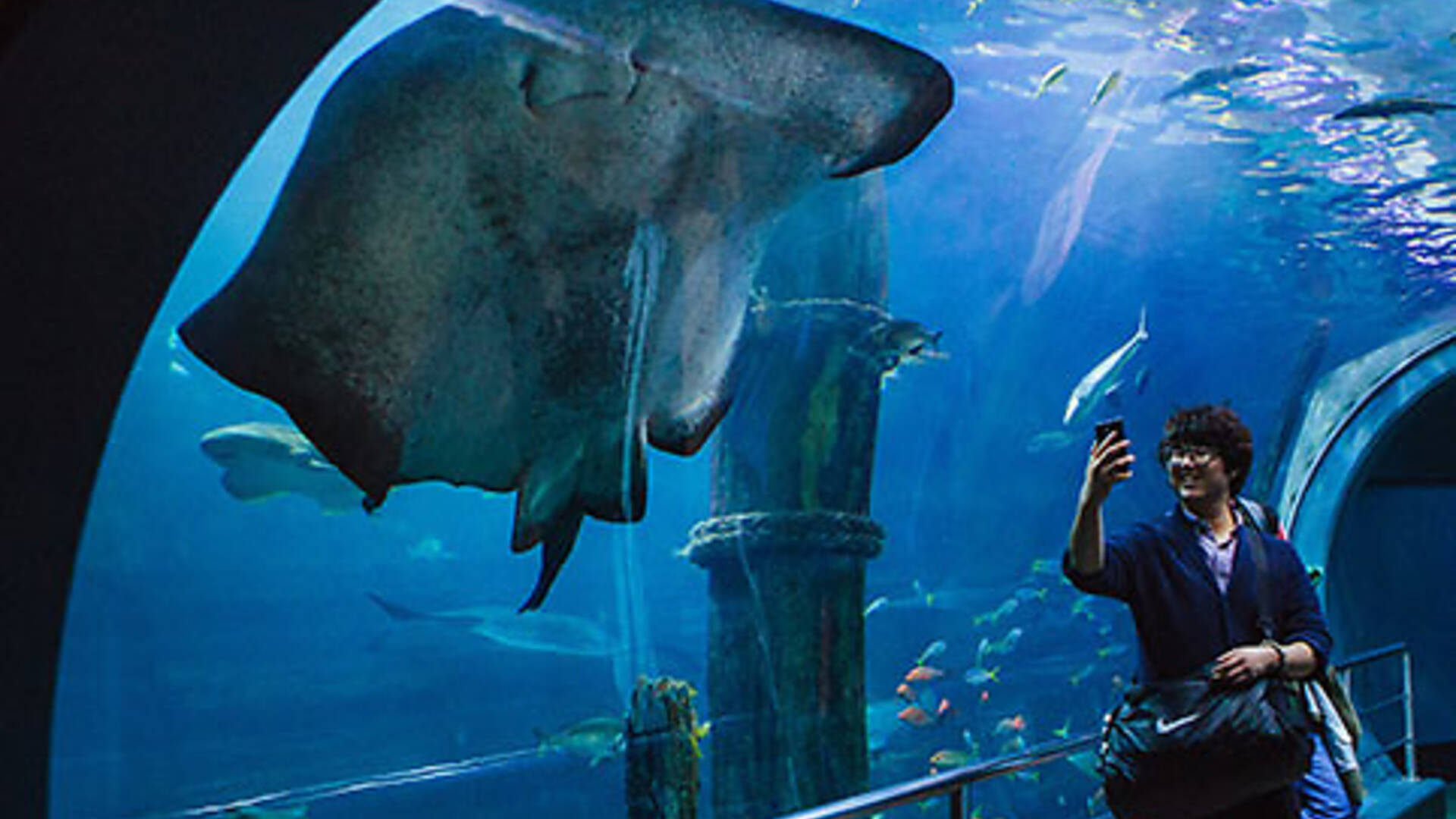 SEA LIFE Melbourne Aquarium | Museums in Melbourne, Melbourne