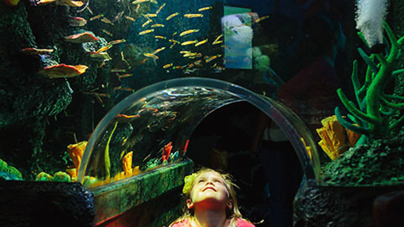 SEA LIFE Melbourne Aquarium | Museums in Melbourne, Melbourne