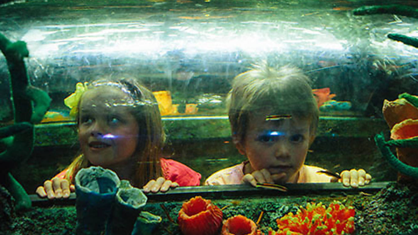 SEA LIFE Melbourne Aquarium | Museums in Melbourne, Melbourne