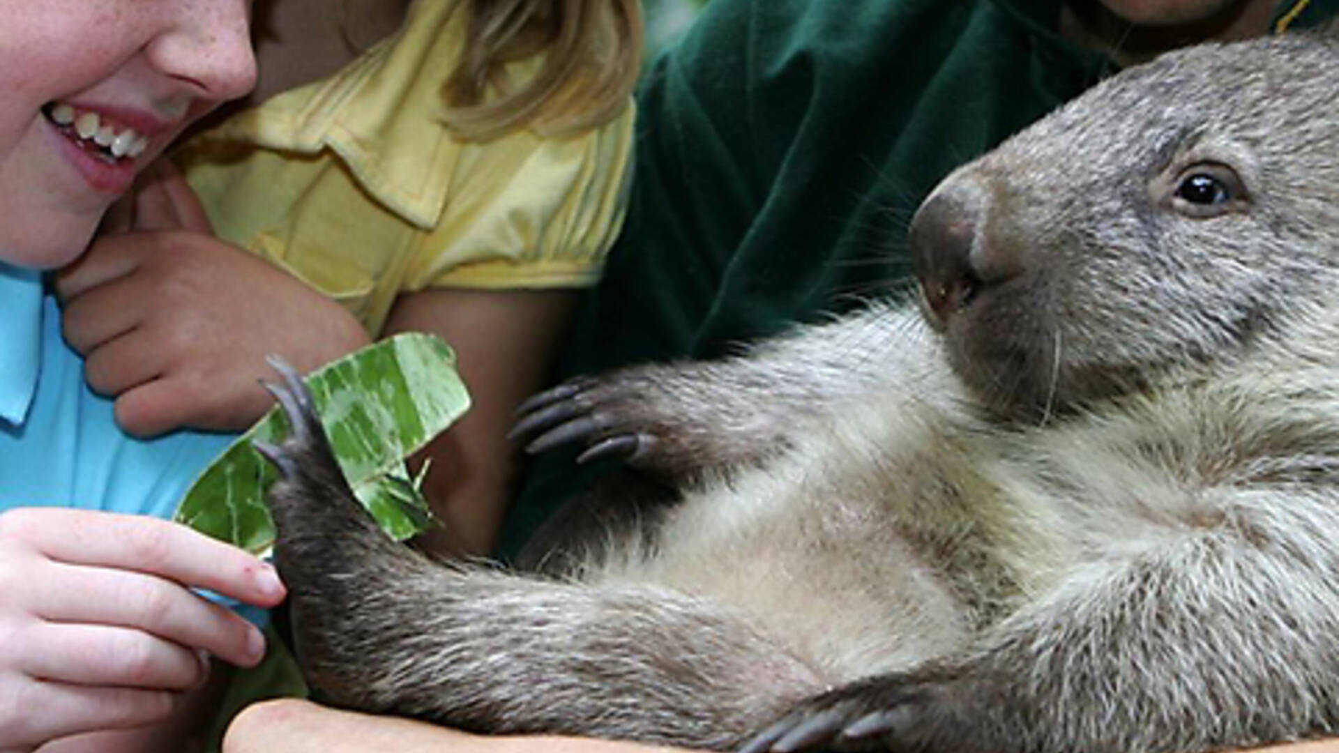 Featherdale Wildlife Park | Attractions in Doonside, Sydney