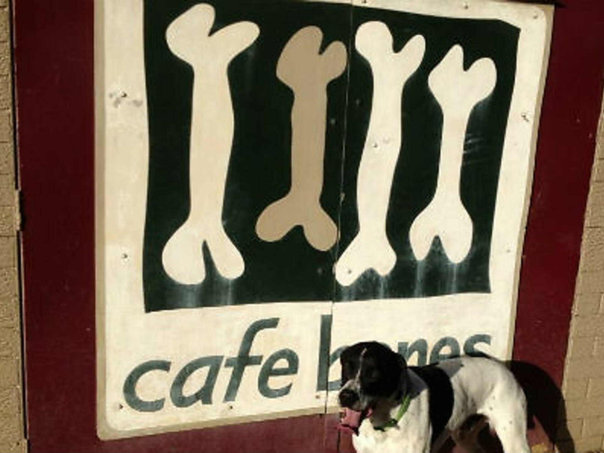 Dog-friendly cafes