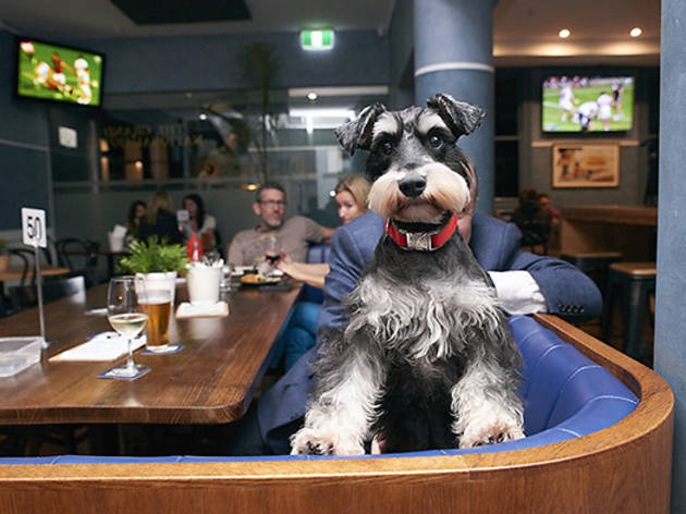 Sydney's most dog-friendly pubs for the pet lovers among us