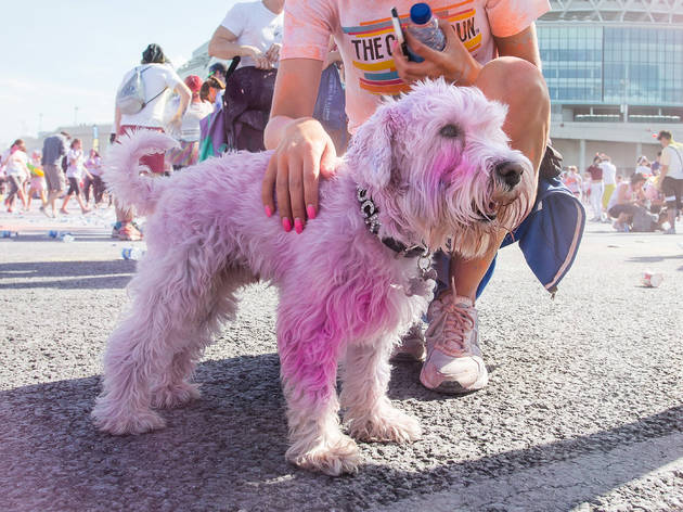The Color Run | Things to do in London