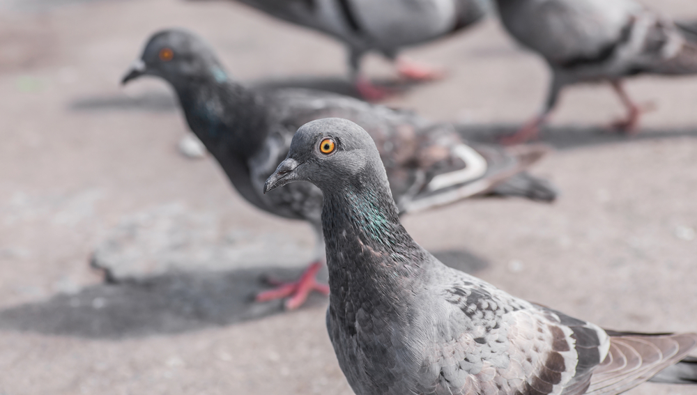 La 'Señora de las Palomas' siempre gana