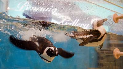 Penguin Bar | Bars and pubs in Ikebukuro, Tokyo