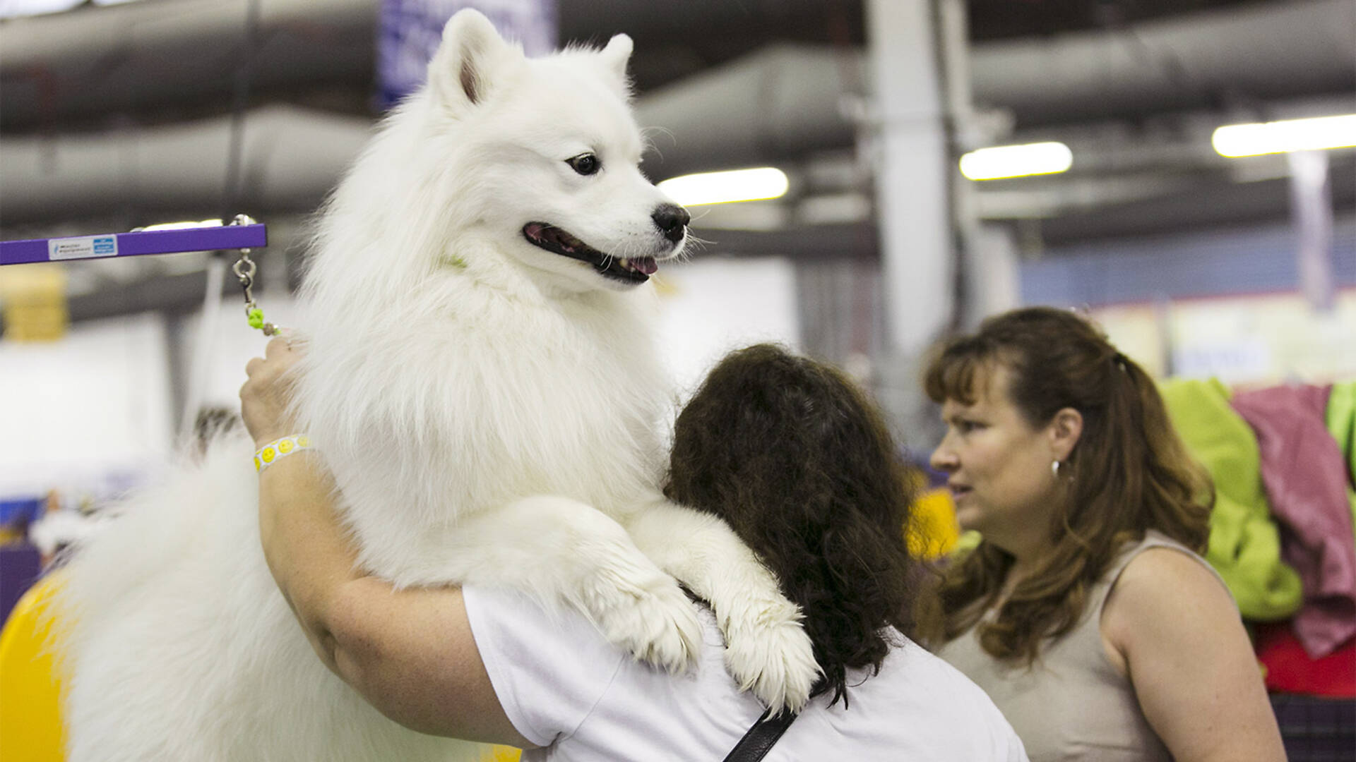 Check out all the breeds with our Westminster Dog Show 2016 photos