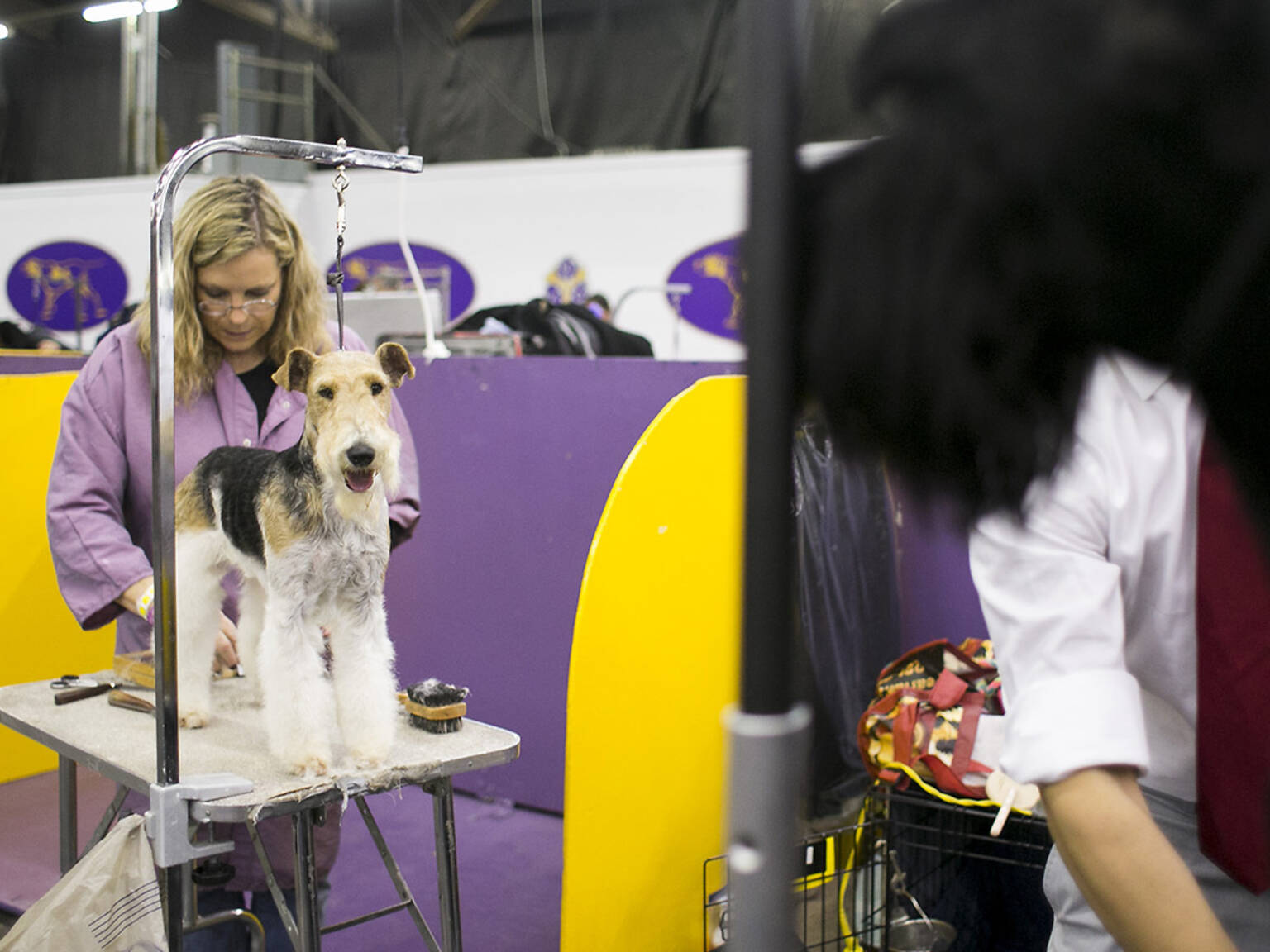 Check out all the breeds with our Westminster Dog Show 2016 photos