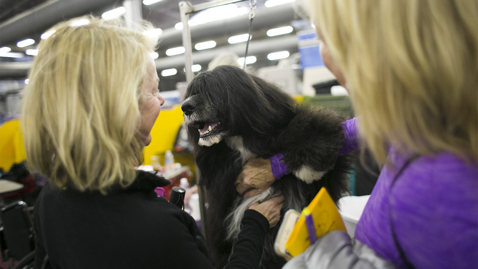 Check out all the breeds with our Westminster Dog Show 2016 photos