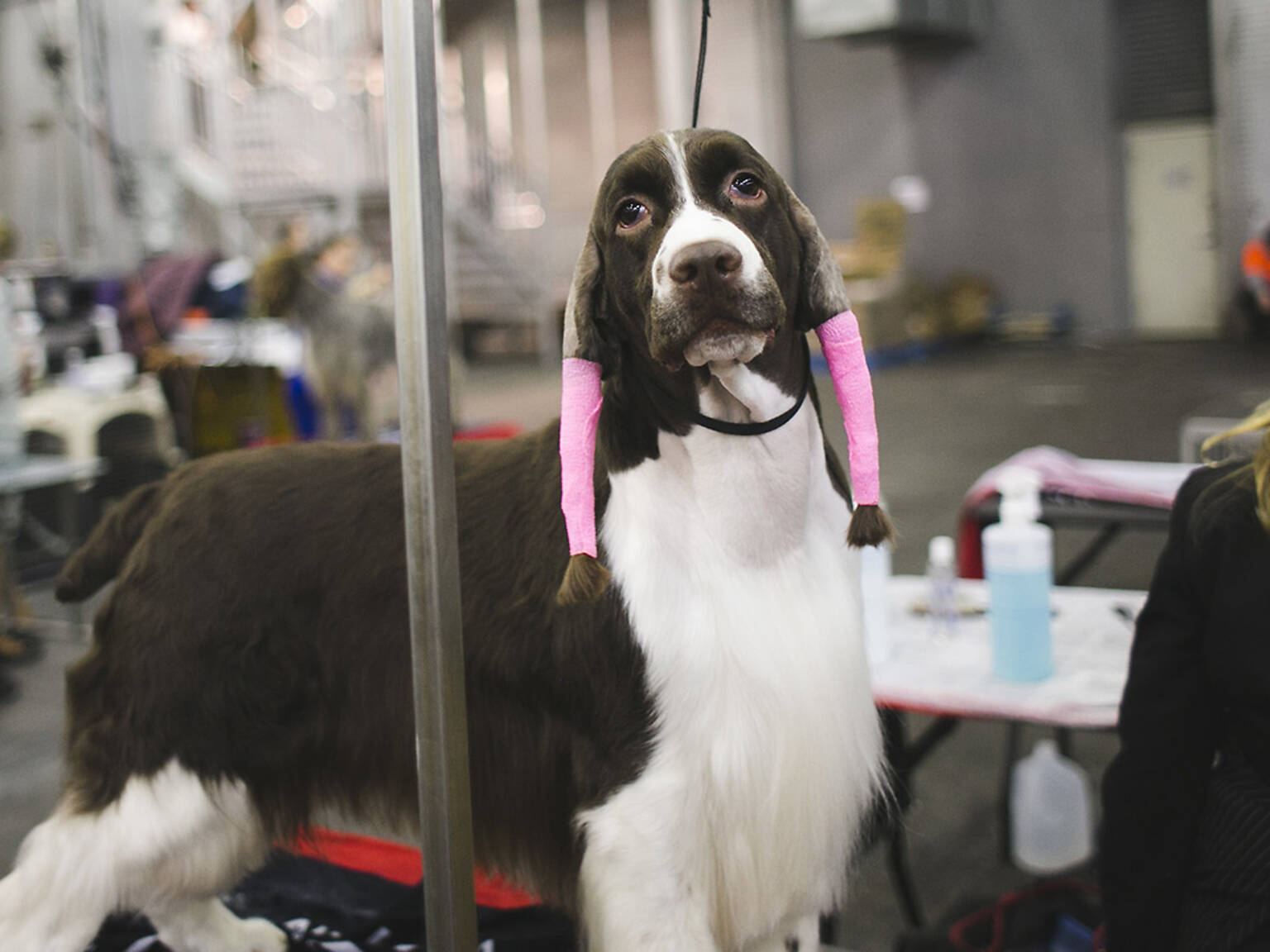 Check out all the breeds with our Westminster Dog Show 2016 photos