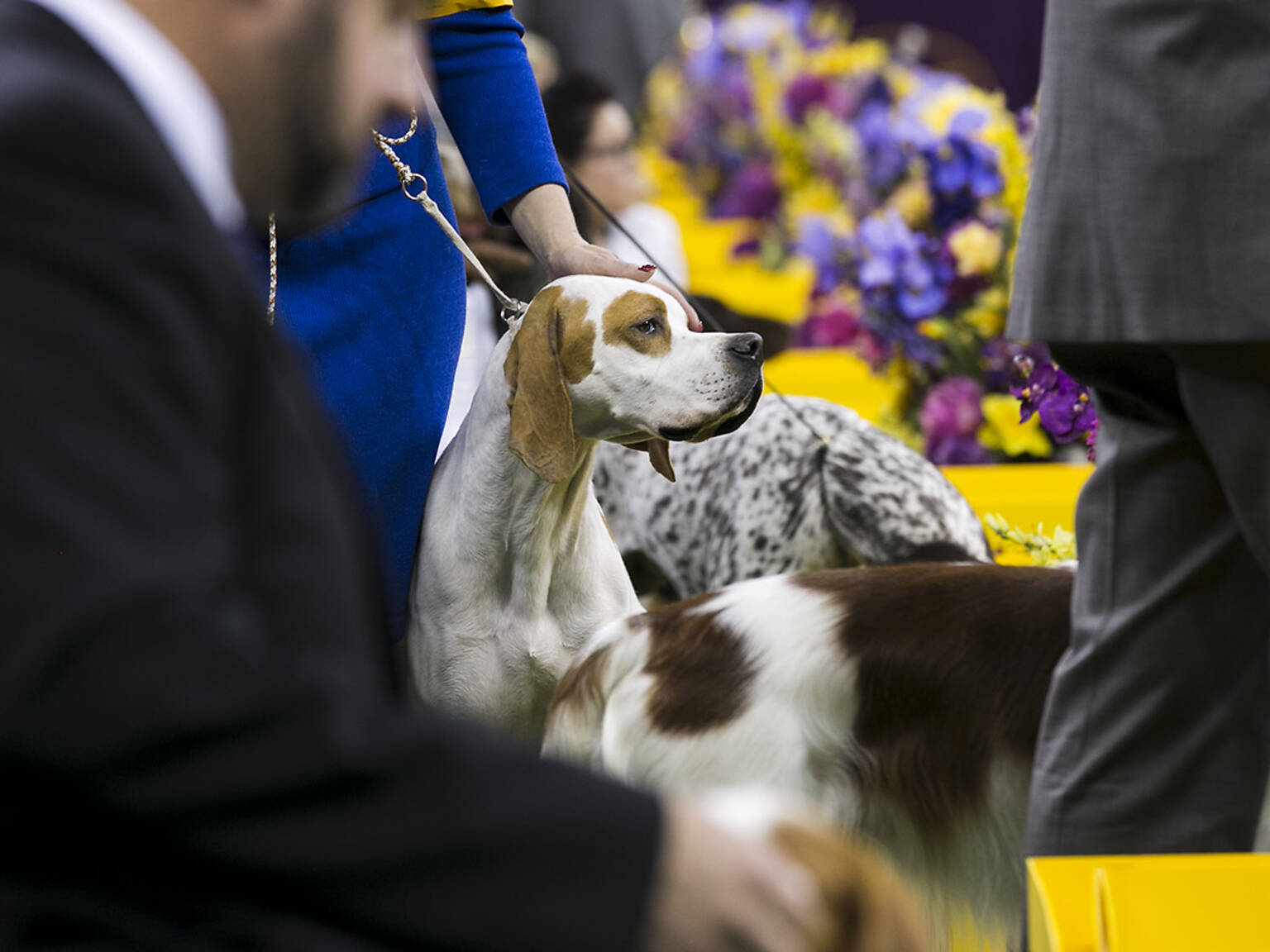 Check out all the breeds with our Westminster Dog Show 2016 photos