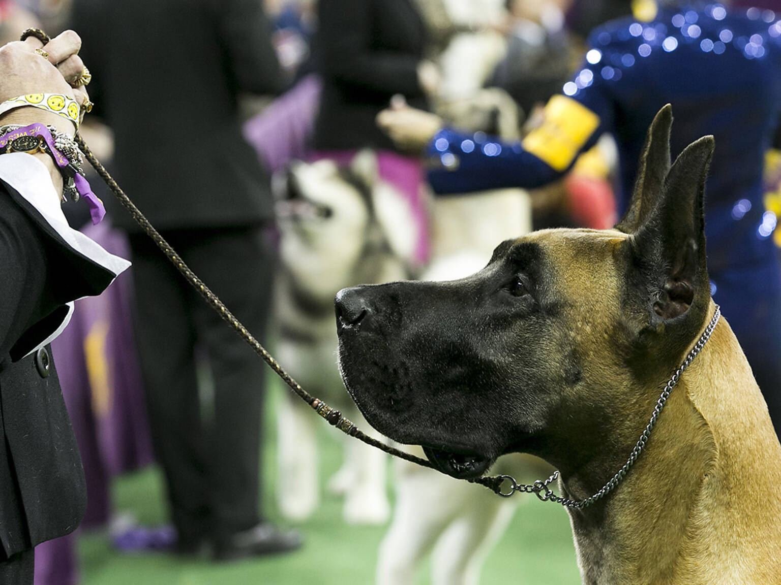 Check out all the breeds with our Westminster Dog Show 2016 photos