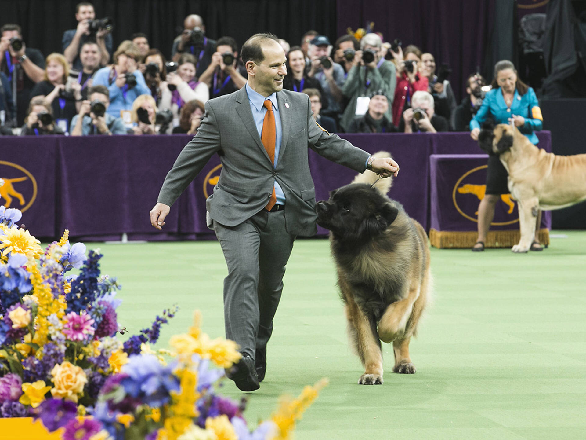 Check out all the breeds with our Westminster Dog Show 2016 photos