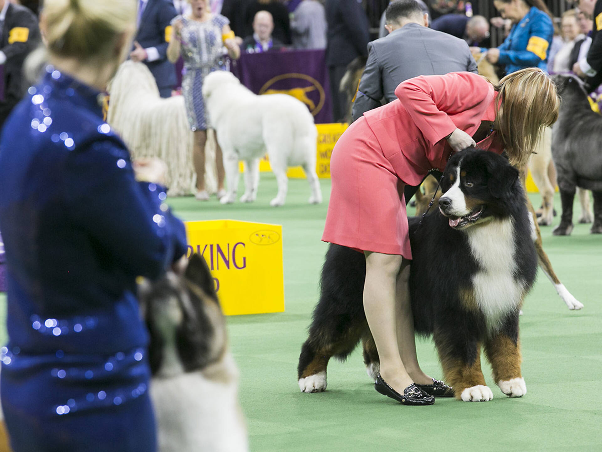 Check out all the breeds with our Westminster Dog Show 2016 photos