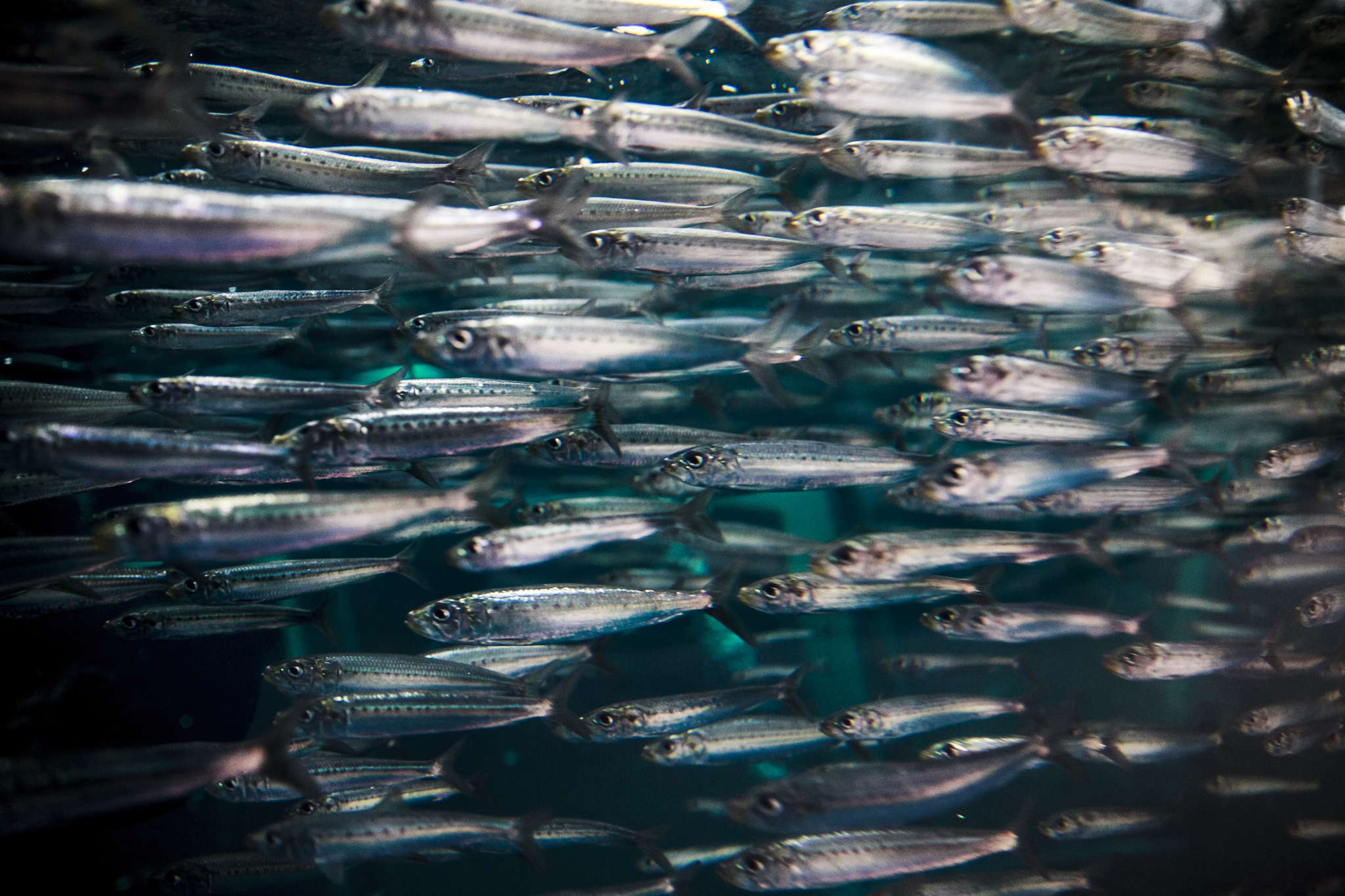 Sea life and hula on Japan’s north coast | Time Out Tokyo