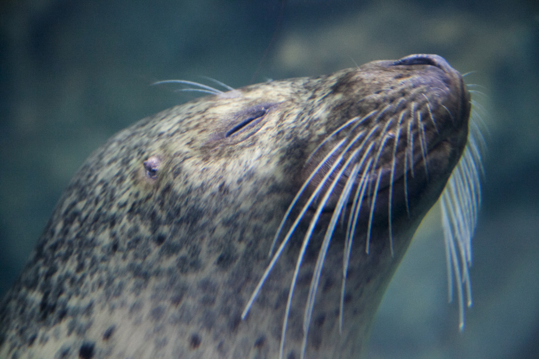 Sea life and hula on Japan’s north coast | Time Out Tokyo