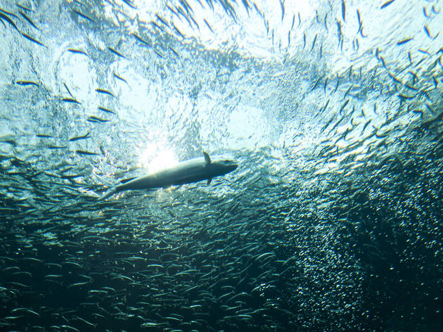 Sea life and hula on Japan’s north coast | Time Out Tokyo