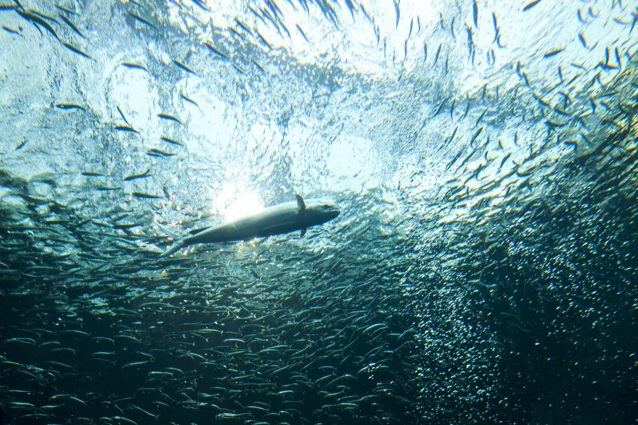 Sea life and hula on Japan’s north coast | Time Out Tokyo