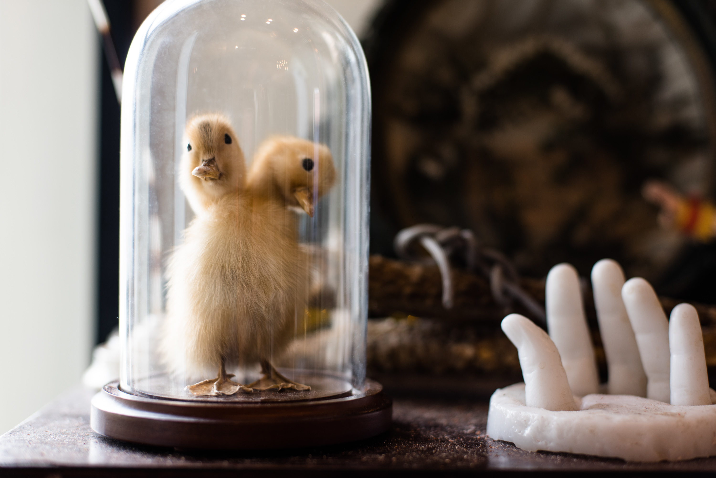 Morbid Anatomy's Festival of Arcane Knowledge | Things to do in New York