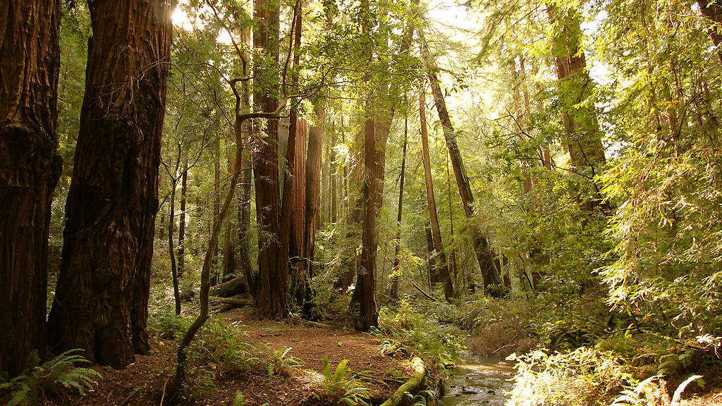 9 Best Bay Area Hikes to Get Out and See Nature